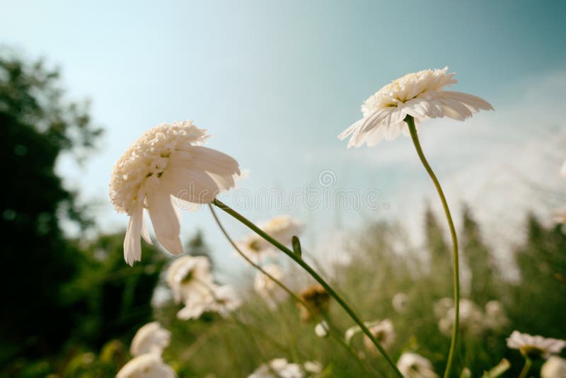 Soft Flowers stock photo. Image of flora, meadow, purity - 85726276