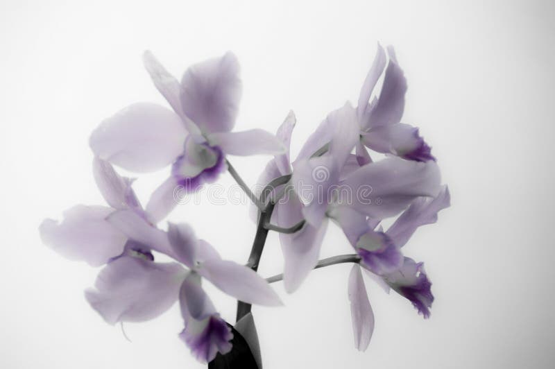 Soft Flowers in Soft Background Stock Photo - Image of color, flower ...