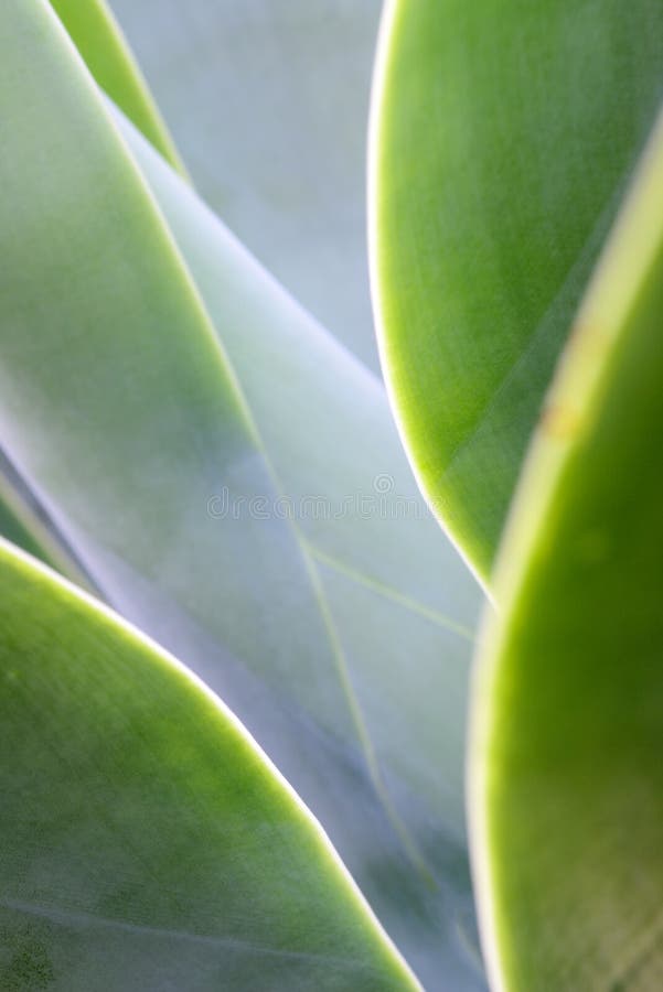 Agave plant close up stock image. Image of colorful - 102156855