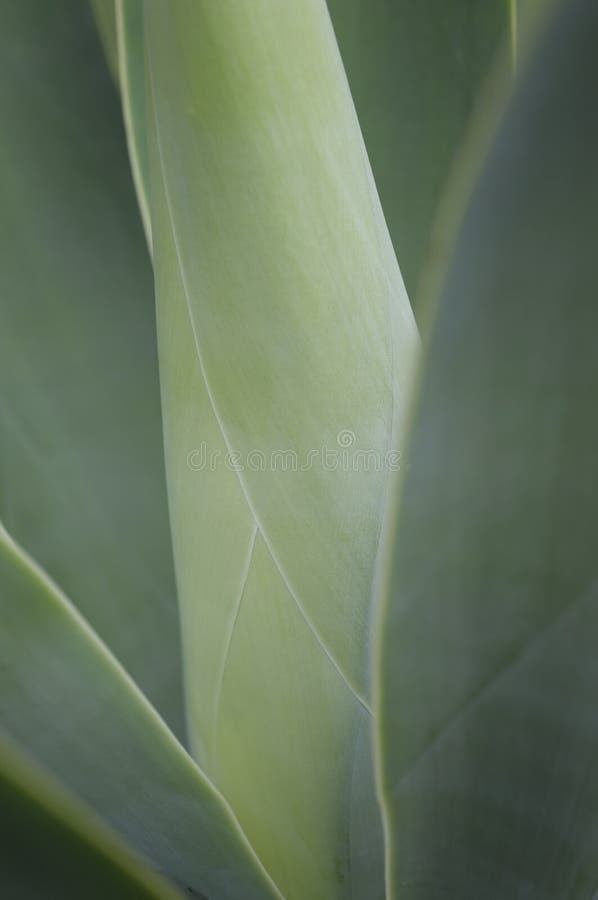 Close up of agave plant stock image. Image of bloom - 125140395