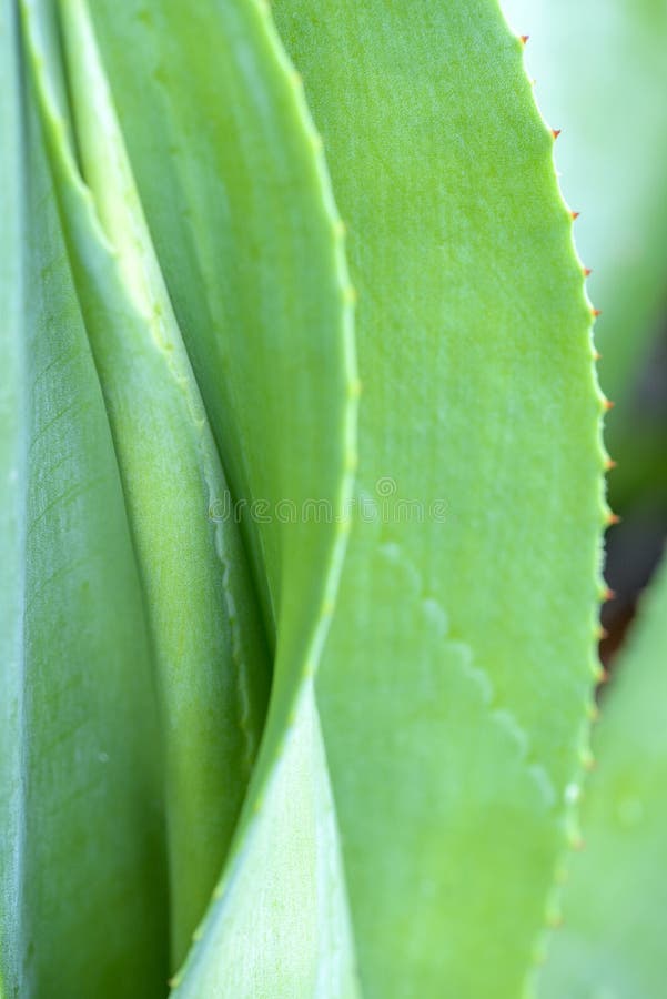 Close up of agave plant stock image. Image of botany - 241291661