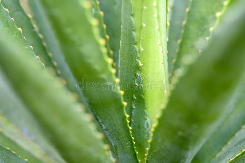 Close up of agave plant stock photo. Image of bloom, plant - 98516330