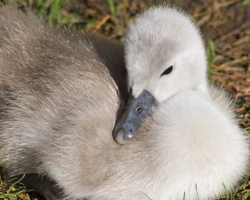 Soft and Fluffy Baby Mute Swan - 3 Days Old Stock Image - Image of ...