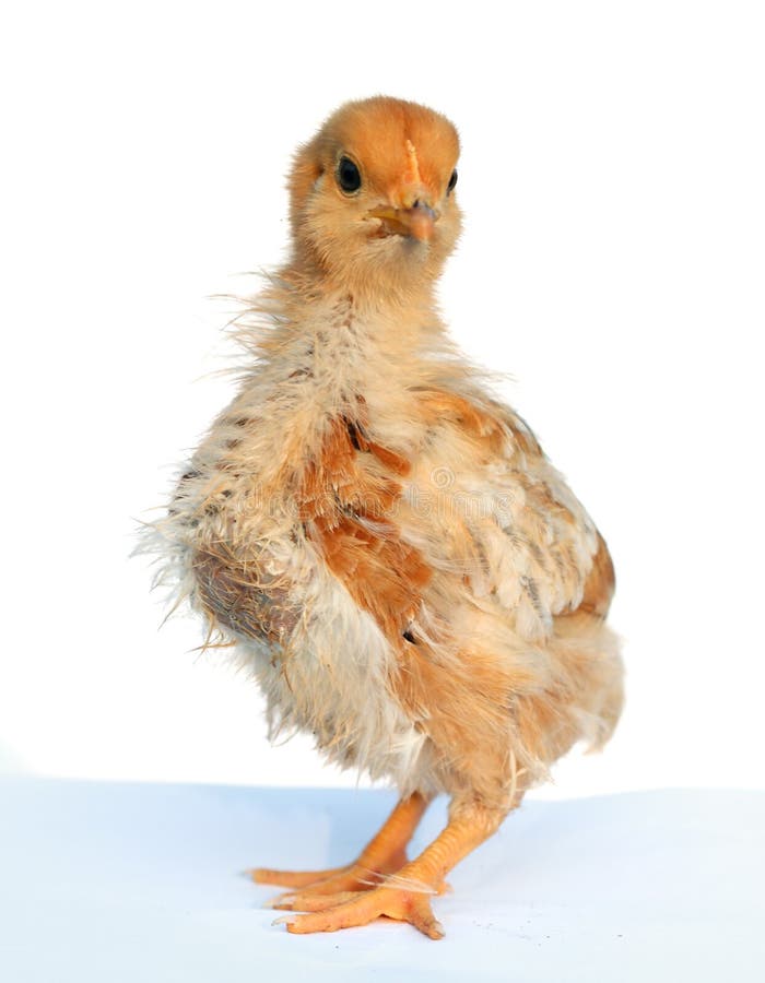 Soft and fluffy chick stock image. Image of beginning - 14289389