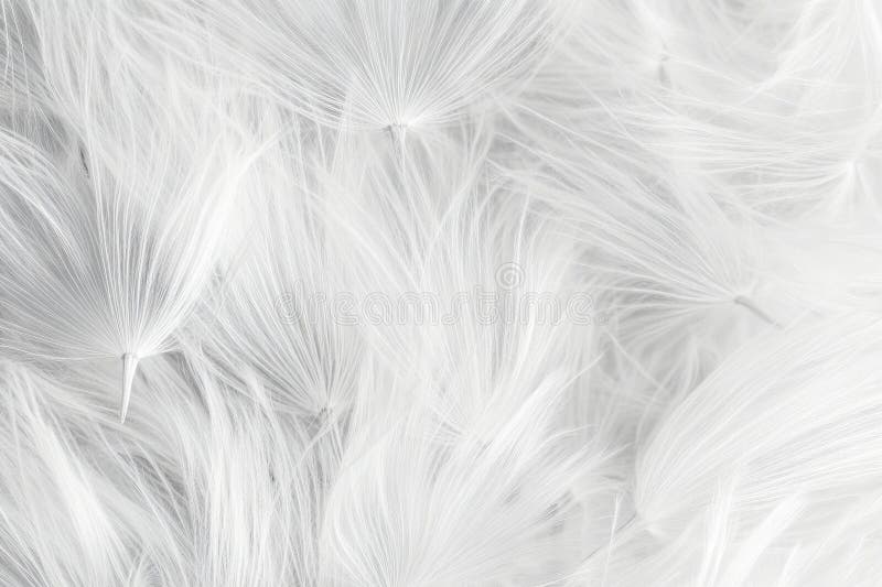 Soft Fluffy Dandelion Seed Head Texture Individual Wisps Catching Light ...