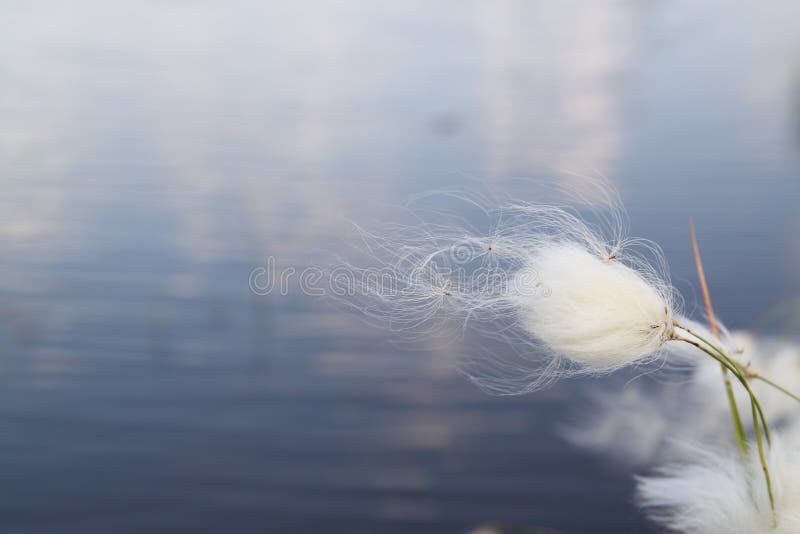 Soft and fluffy stock photo. Image of water, nature, tenderness - 42243716