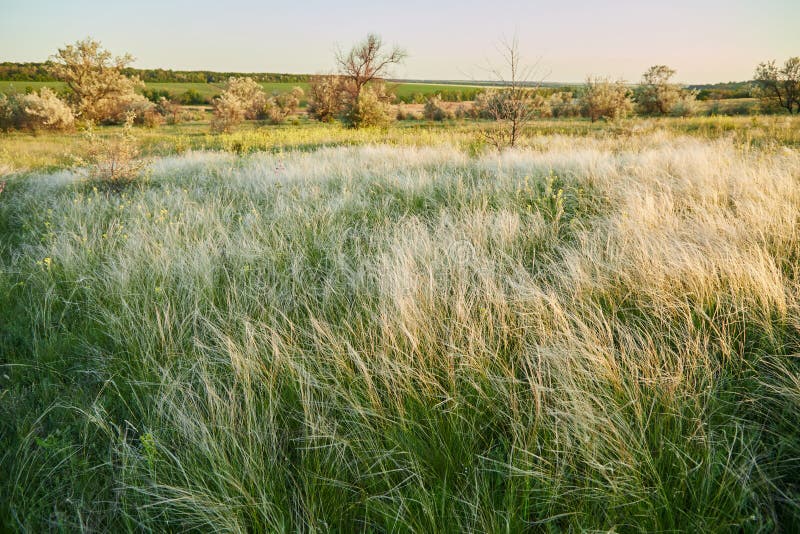 Soft Fluffy Steppe Grass Stipa, Fluttering in the Wind in a Summer ...