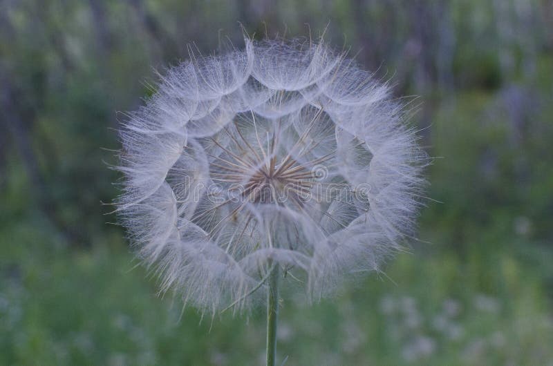 The Weed Ball in the Forest Park Field. Stock Image - Image of ...