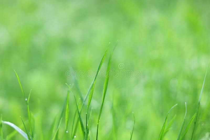 Soft Focus, Abstract Green Background, Field Grass Stock Photo - Image ...