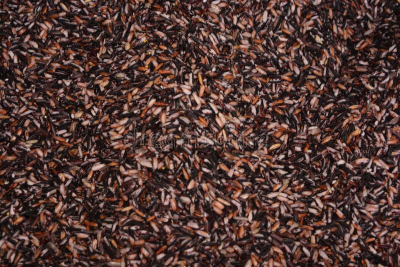 Soft Focus of Aromatic Black Rice or Rice Berry Stock Image - Image of ...