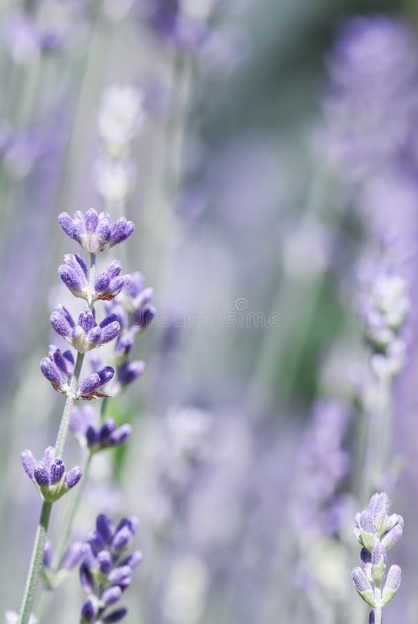 Soft Focus on Beautiful Lavender Flowers in Summer Garden Stock Photo ...