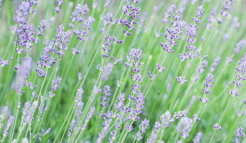 Soft Focus on Beautiful Lavender Flowers in Summer Garden Stock Photo ...