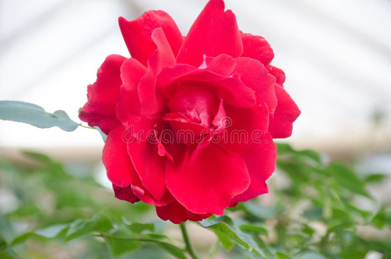 Soft Focus Beautiful Red Rose with Leave in Background. with Nature ...