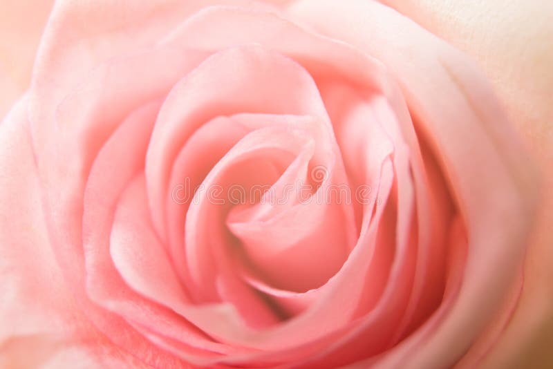Beige Pink Rose Background Closeup in Soft Focus Stock Photo - Image of ...