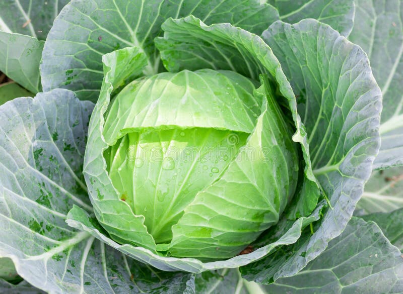Soft Focus of Big Cabbage in Garden Stock Image - Image of organic ...
