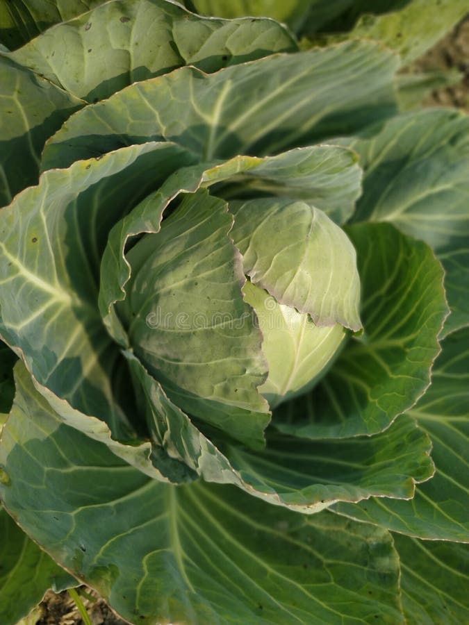 Soft Focus of Big Cabbage in the Garden Stock Image - Image of garden ...