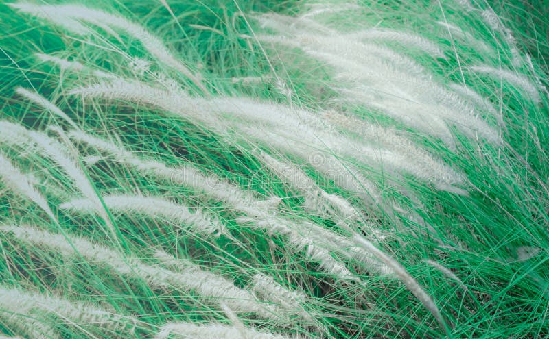 Wind blown grass stock image. Image of land, long, landscape - 39399339