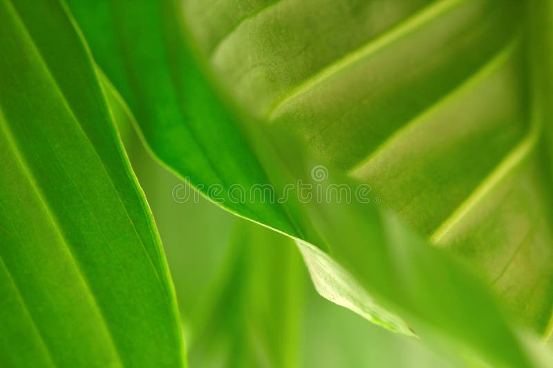 Soft Focus Blur Green Leaf Copy Space Background Stock Photo - Image of ...
