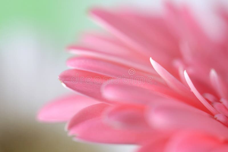 Soft Focus Blur Pink Flower Petal. Nature Horizontal Background Stock ...