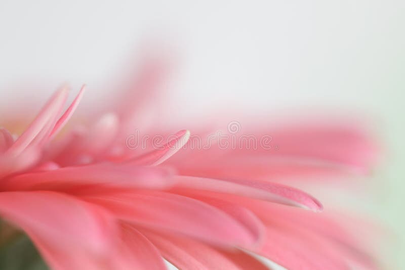 Soft Focus Blur Pink Flower Petal. Nature Horizontal Background Stock ...