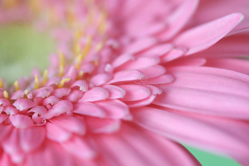 Soft Focus Blur Pink Flower Petal. Nature Horizontal Background Stock ...
