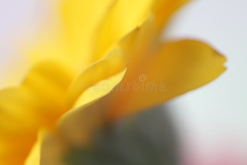 Soft Focus Blur Yellow Flower Petal. Nature Horizontal Background Stock ...