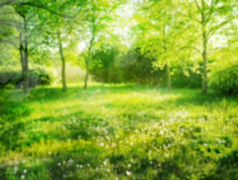 Soft Focus Blurred Abstract Background Tree and Grass in Summer Park ...