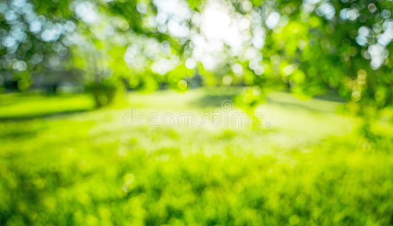 Soft Focus Blurred Abstract Background Trees and Lawn in Sunny Park ...