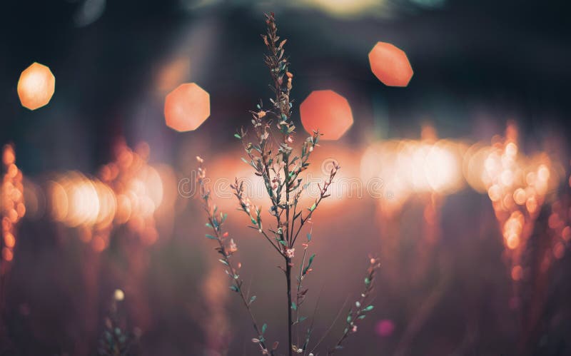 Generative-AI, Soft-Focus Blurred Bokeh Lights Background: Calm and ...