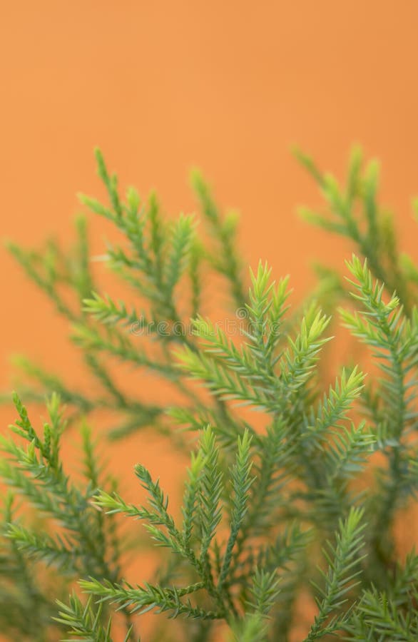 Soft Focus Branch of Green Pine Tree on Orange Color Concrete Wall ...