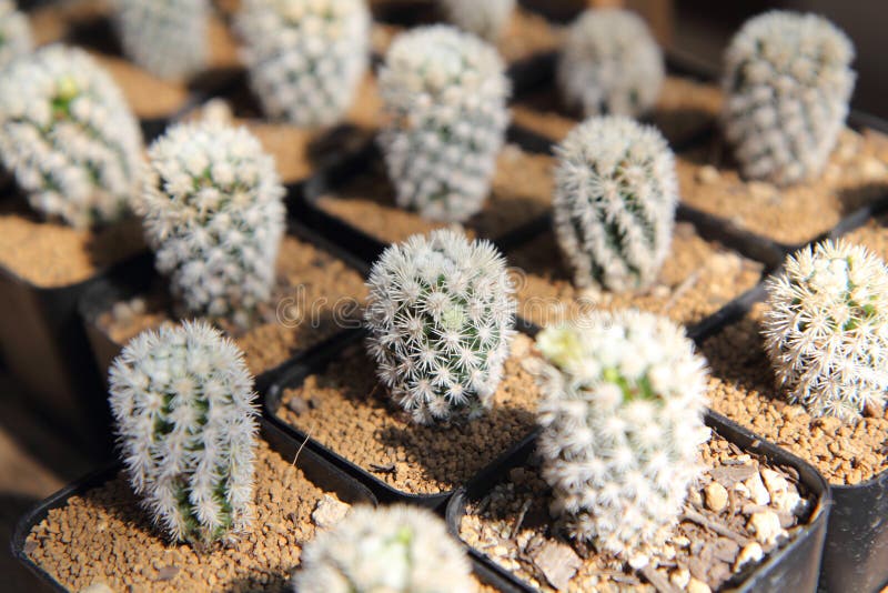 Soft focus Cactus stock image. Image of nature, plant - 64267363