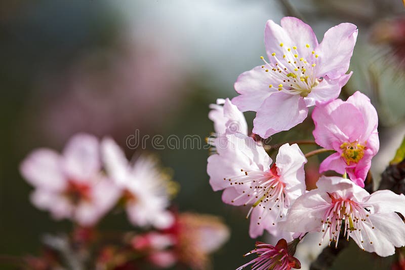Soft Focus Cherry Blossom or Sakura Flower on Nature Background Stock ...