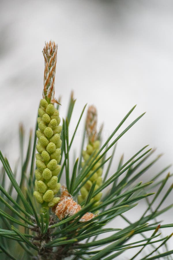 Soft Focus Close Up of Pine Tree Branch Buds Stock Photo - Image of ...