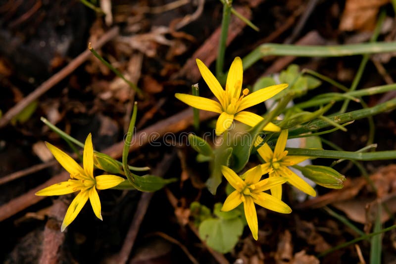 Soft-focus Close-up of Yellow Flowers Stock Photo - Image of botanical ...