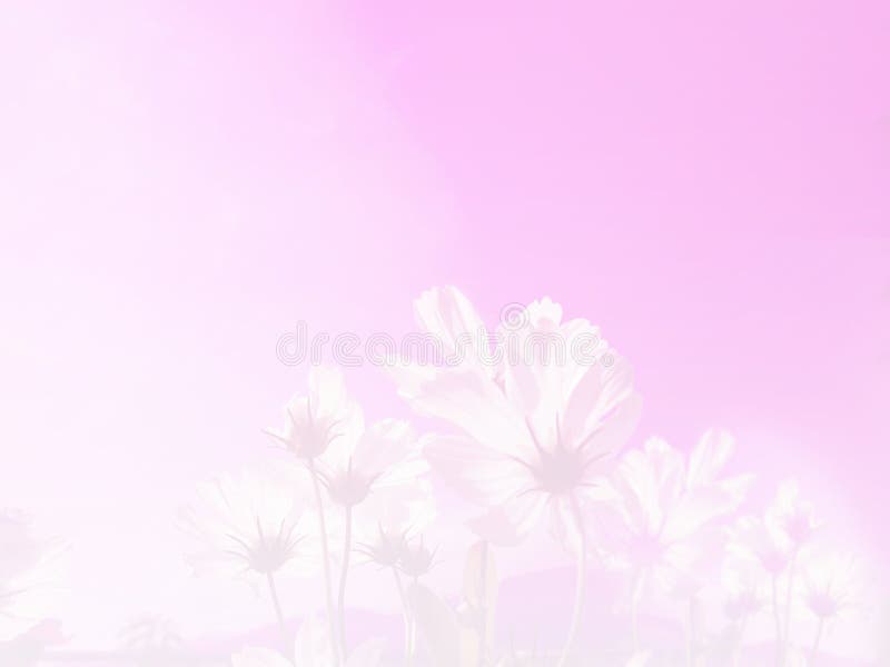 Soft Focus Cosmos Flower on Ping Pastel Background Stock Photo - Image ...