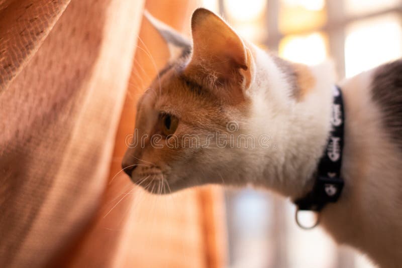 Soft Focus of a Curious Cat Looking Intently at Something Stock Photo ...