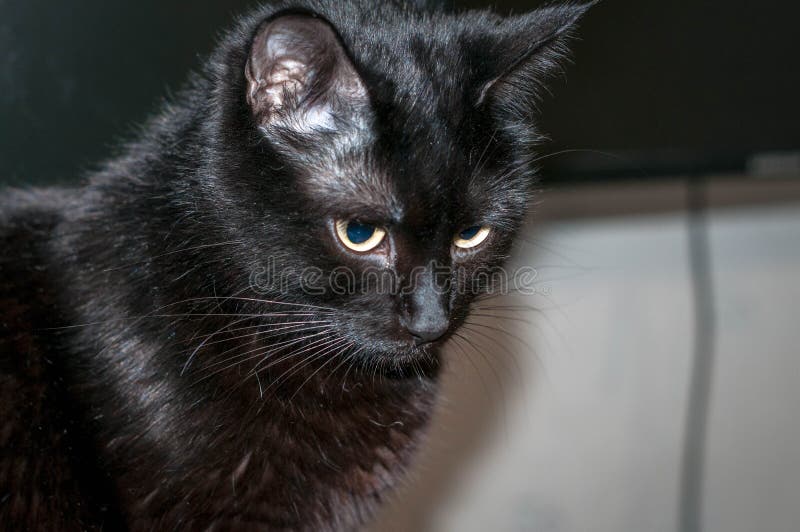 Black Cat Looking Down in Front of White Wall Room at Home Stock Photo ...