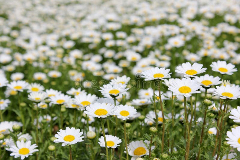 Soft Focus Daisies 6 stock image. Image of background - 62025037
