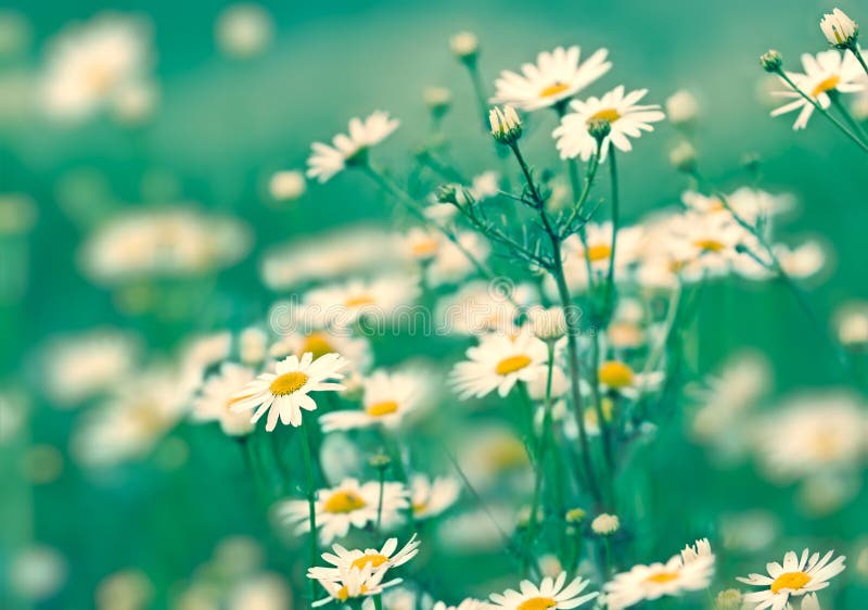 Soft Focus On Daisy Flowers Stock Photo - Image of head, grass: 53569184