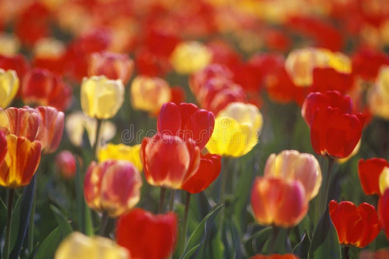 Soft Focus Detail of Tulips in Spring, Washington, DC Stock Photo ...