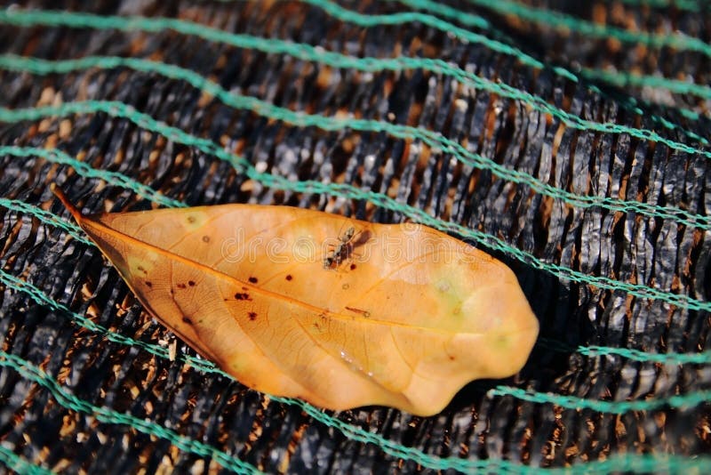 Soft Focus of Dry Leaf on Net Plot Stock Image - Image of colorful ...