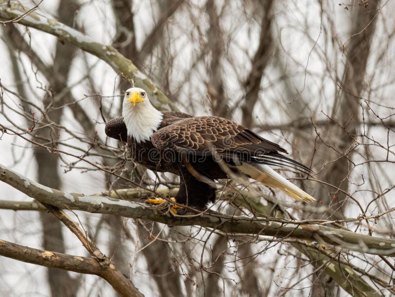Soft Focus of a Fierce Bald Eagle Getting Ready To Fly from a Leafless ...