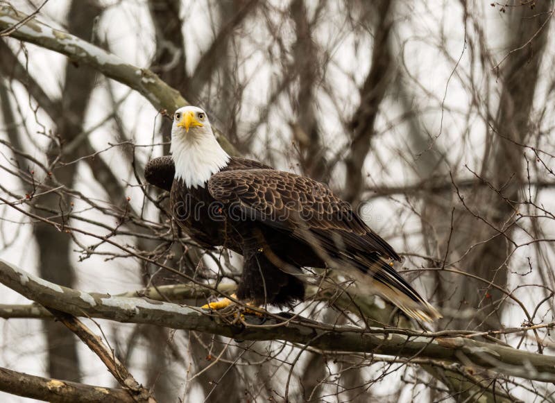 Soft Focus of a Fierce Bald Eagle Perched on a Leafless Tree in the ...