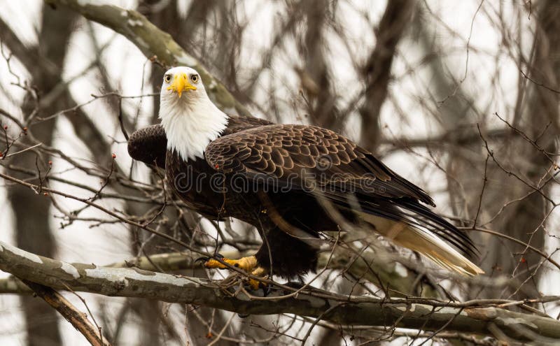 Soft Focus of a Fierce Bald Eagle Perched on a Leafless Tree in the ...