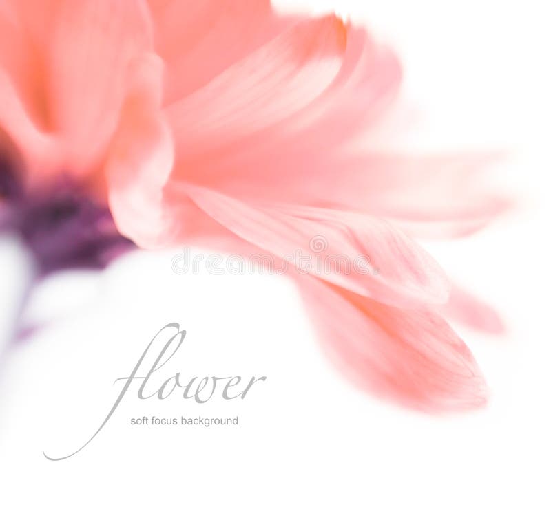Soft Focus Flower Background with Copy Space. Stock Image - Image of ...