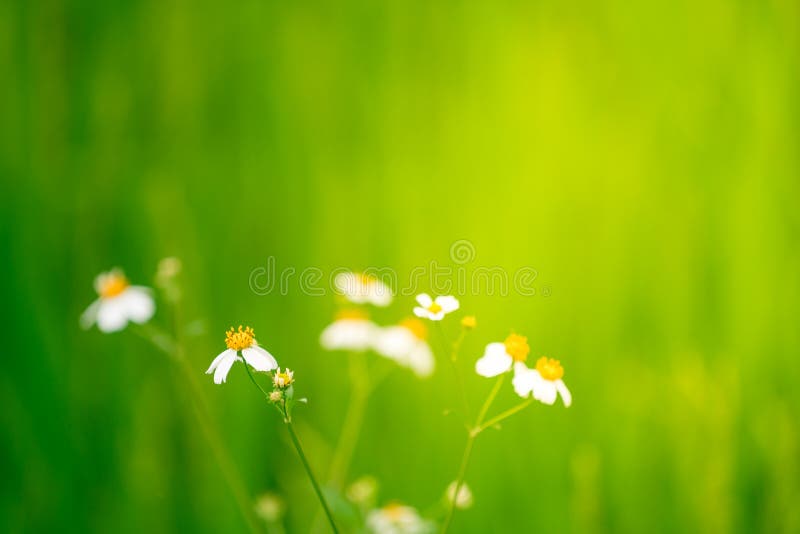 Soft Focus Flower Background Stock Photo - Image of sunny, natural ...