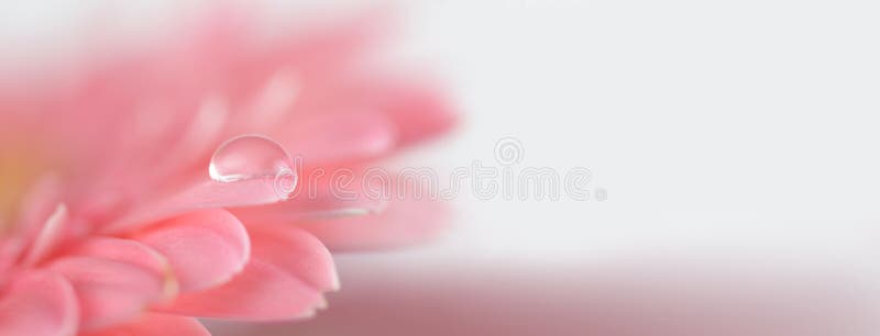 Soft Focus Flower with Water Drop. Nature Long Horizontal Background ...