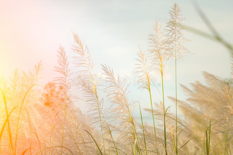 42,074 Soft Wind Stock Photos - Free & Royalty-Free Stock Photos from ...