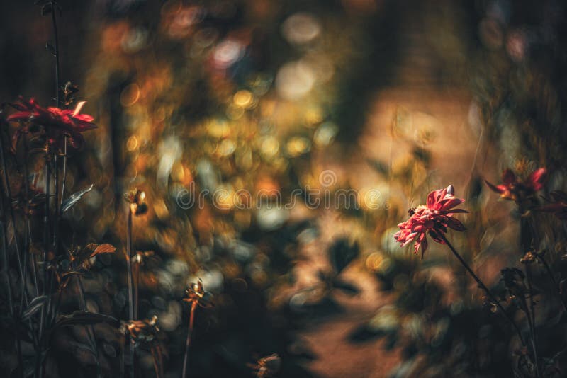 Soft Focus Flowers- Light Bokeh Stock Image - Image of colorful ...