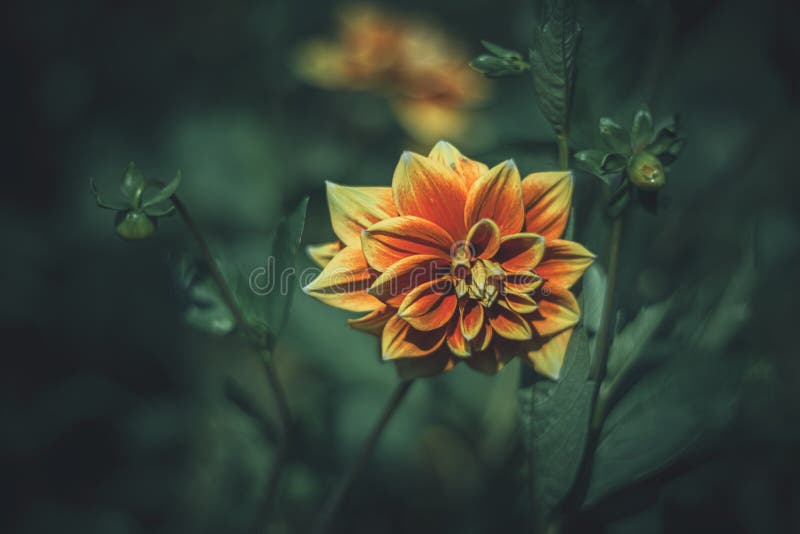 Soft Focus Flowers- Light Bokeh Stock Photo - Image of natural, light ...